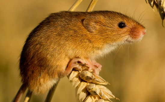 RSPB (The Royal Society for the Protection of Birds) | Animal Rescue ...